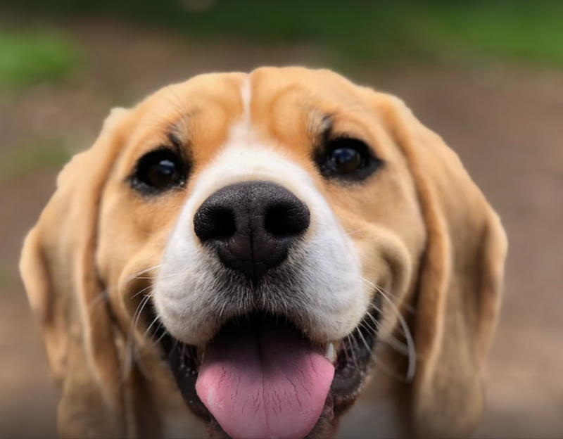 Mystery illness sickening dogs has come to New Hampshire